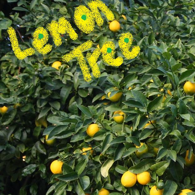 The lemon tree – sensualism